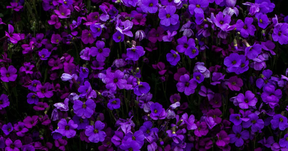 Violent Violet by Basil | Coloursmith - Create Your Colour, Paint Your ...